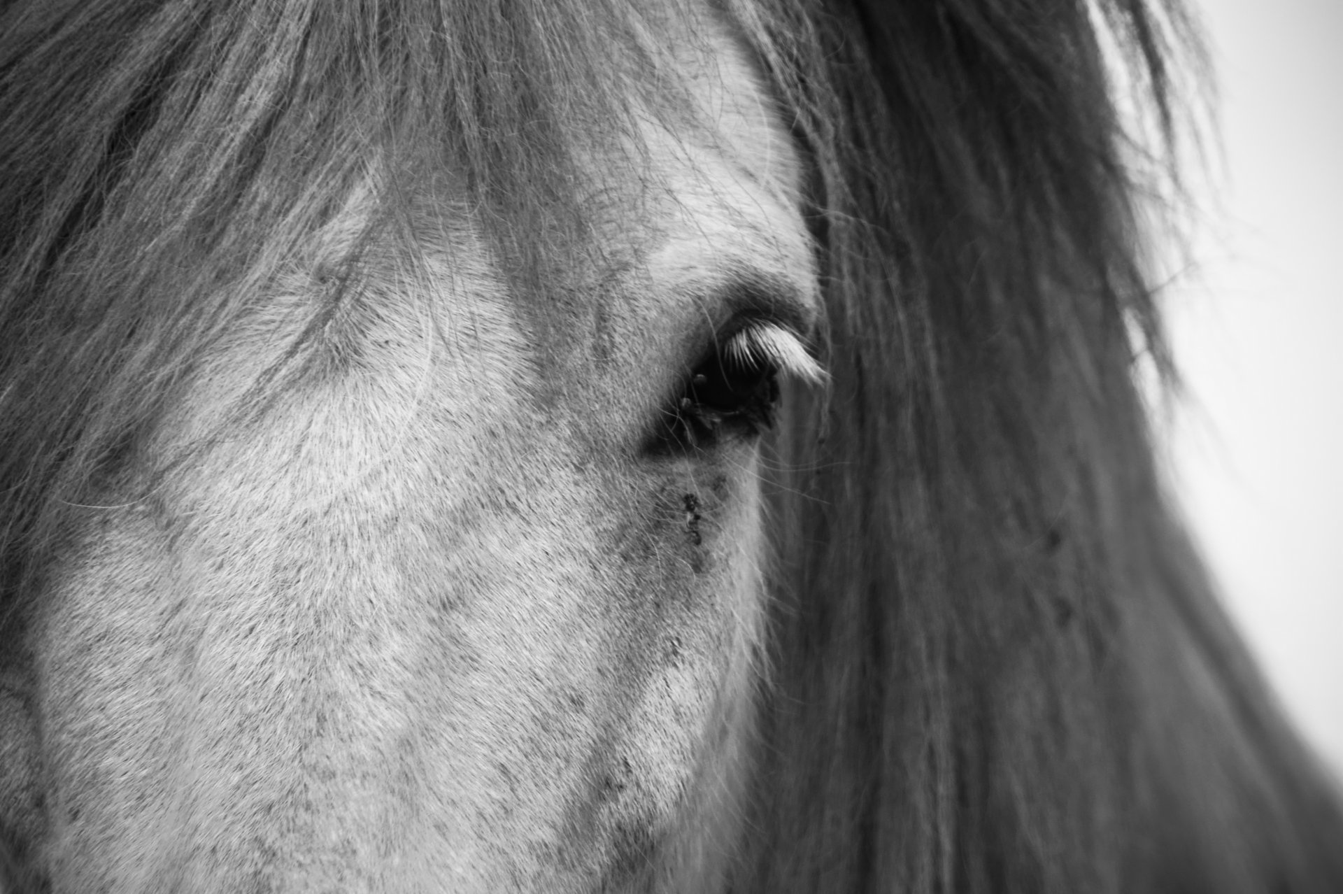 Dýraeftirlit og velferð hrossa | Matvælastofnun