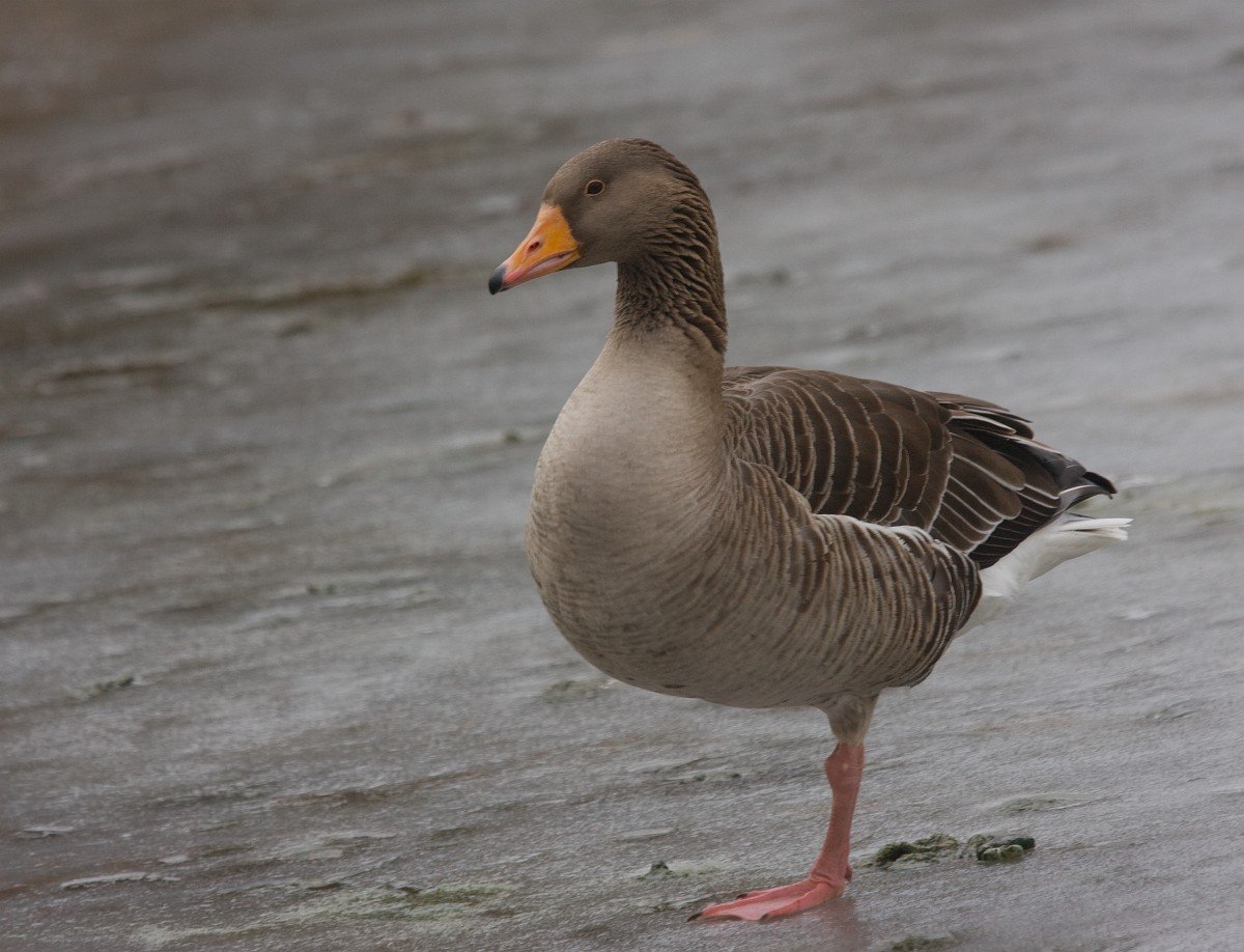 Enn nokkuð um fuglaflensu í villtum fuglum | Matvælastofnun