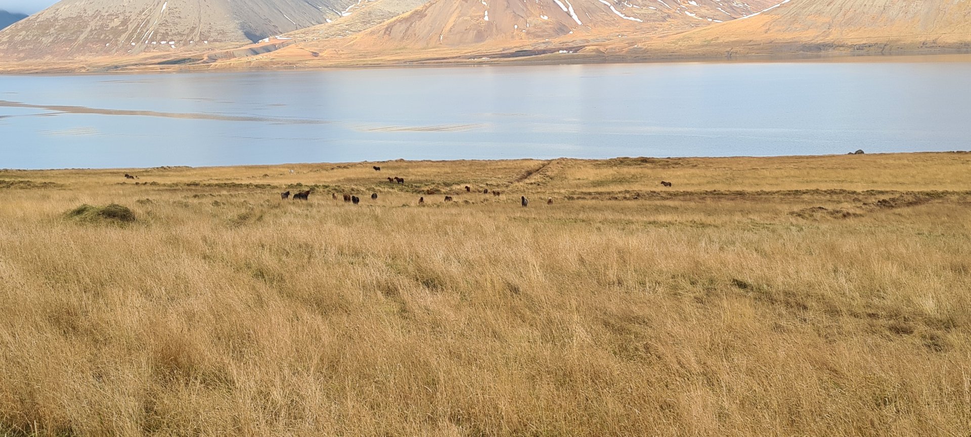 Eftirlit með velferð hrossa í kjölfar ábendingar | Matvælastofnun