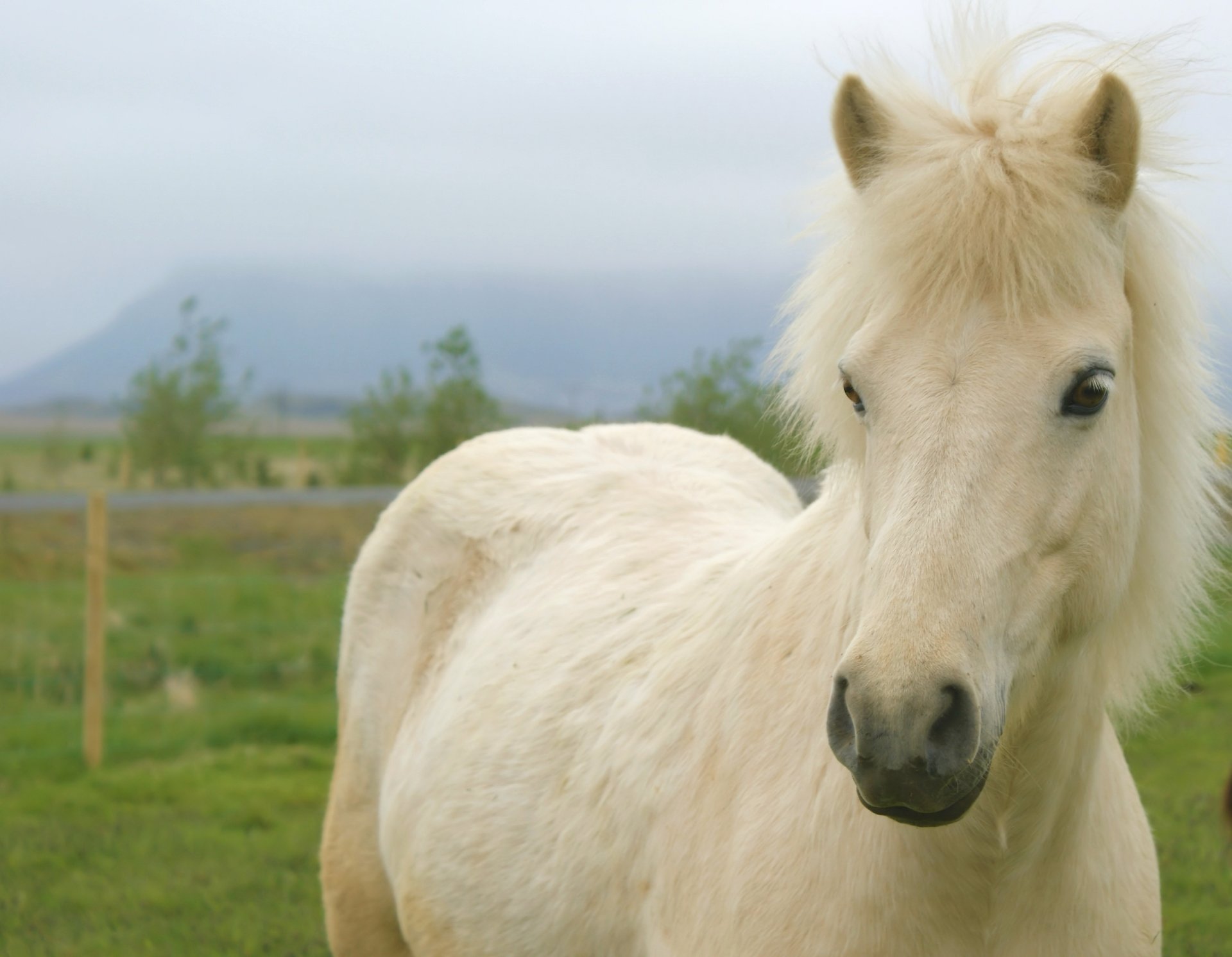 Velferð hrossa í keppni og sýningum | Matvælastofnun