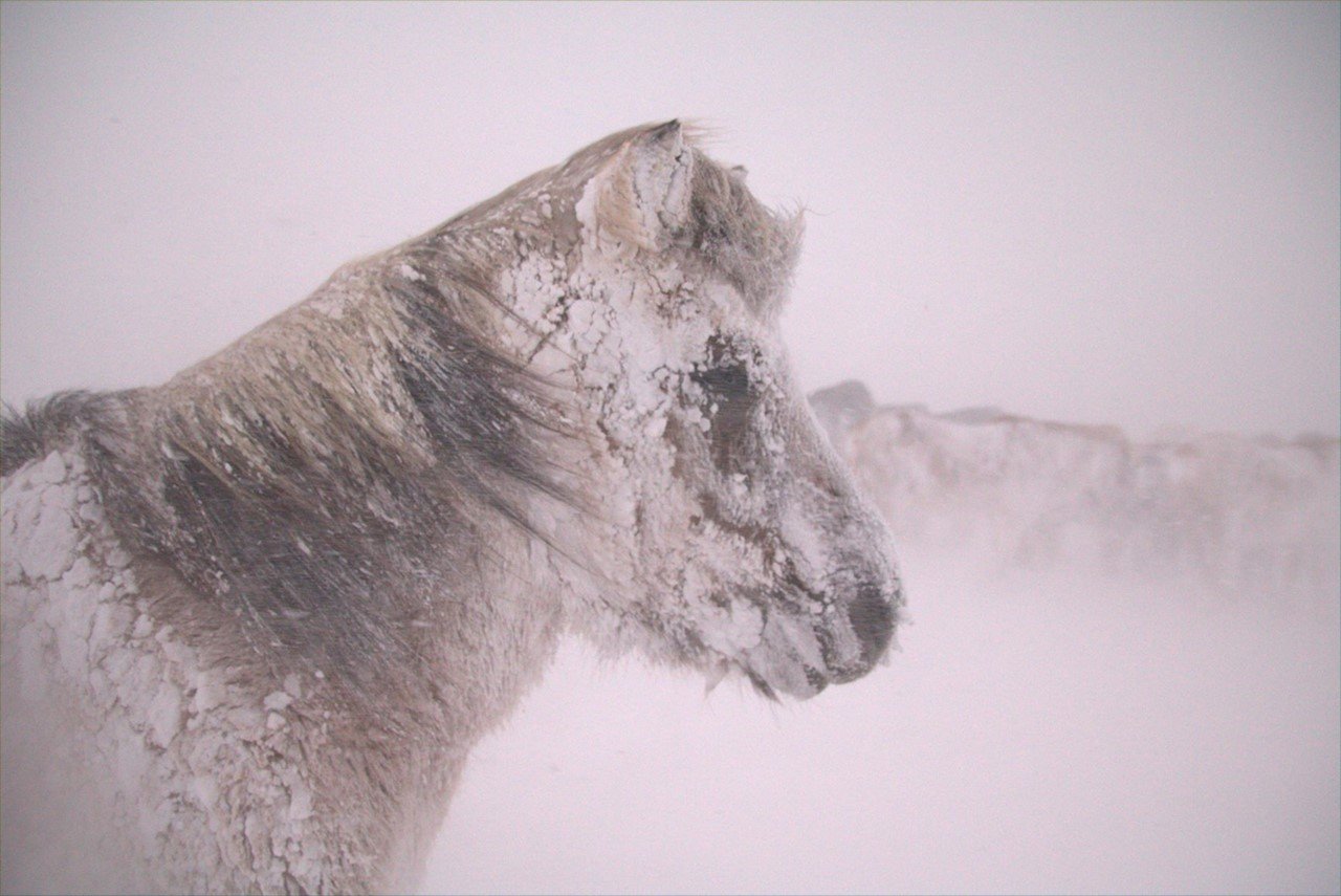 Tryggjum velferð hrossa á útigangi | Matvælastofnun