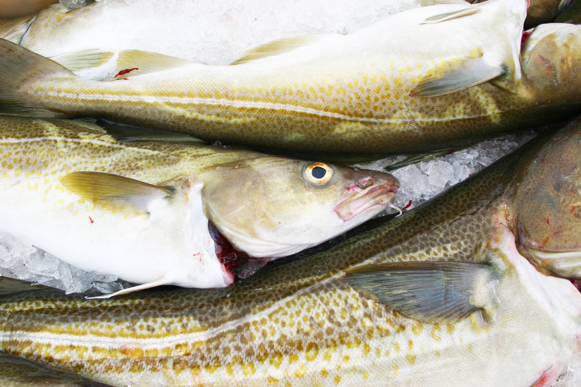 Fiskikör skulu vera hrein | Matvælastofnun